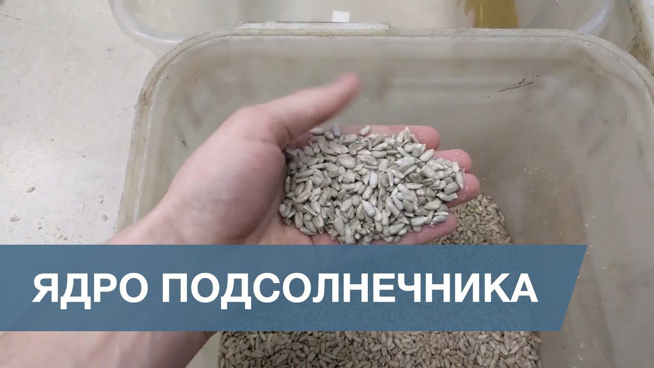 Сортировка Ядра Подсолнечника / Sunflower Kernel Sorting