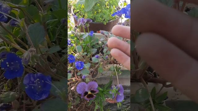 ЦВЕТЫ,бывают разные! Часть2