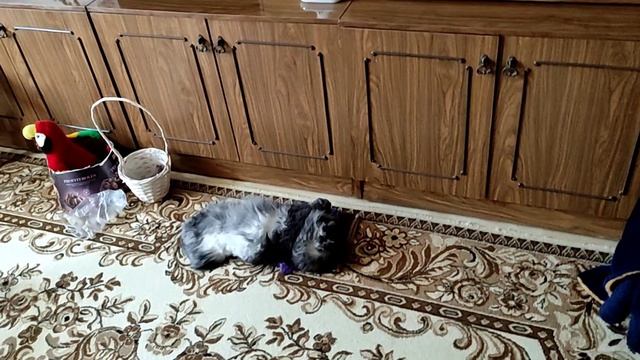 Никак не усну. Все время дела, дела...