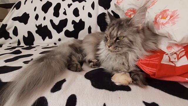 Мейн-куны ???