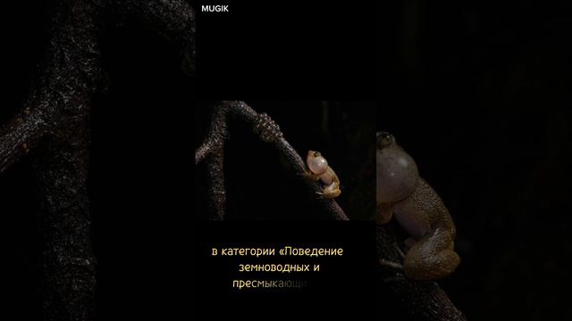 Победители конкурса World Nature Photography Awards 2024 #4