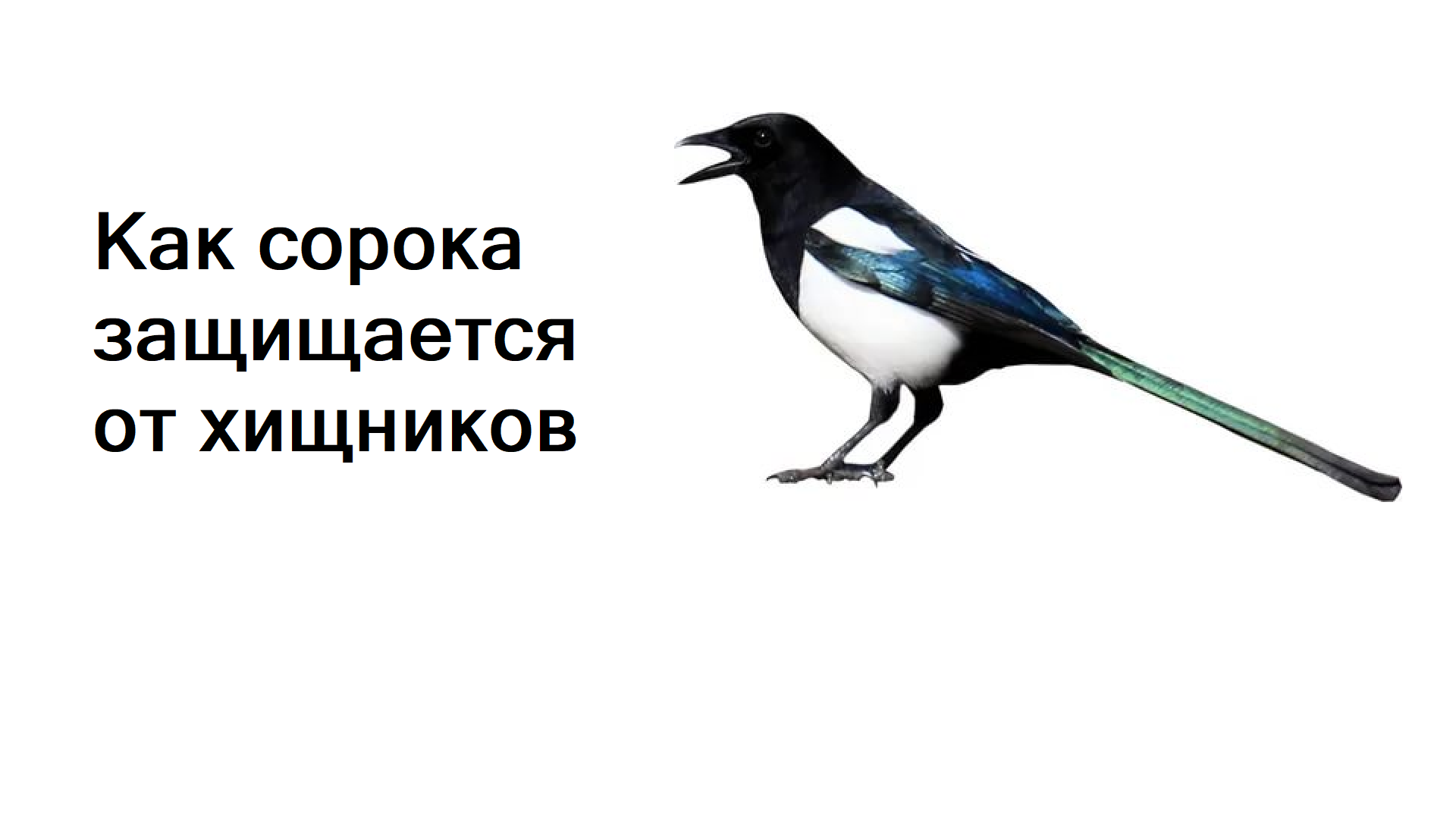 Сорока у гнезда прикинулась шлангом