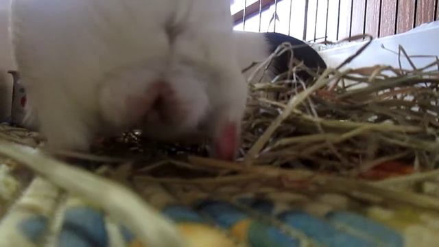 豚鼠有趣的動物KEVI或洞穴在秘魯，稱為奎 Морские свинки.mp4