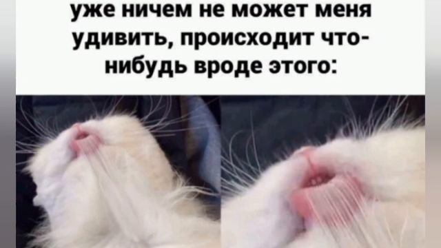 Кот отследил крысу по камерам и поймал её