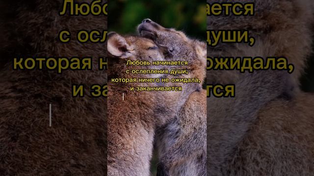 ЛЮБОВНЫЕ ЦИТАТЫ 14