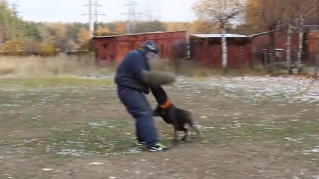 лобовая атака кане-корсо