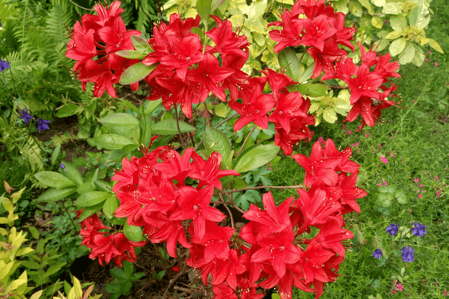 Завязывают ли семена садовые азалии (листопадные рододендроны) в средней полосе?