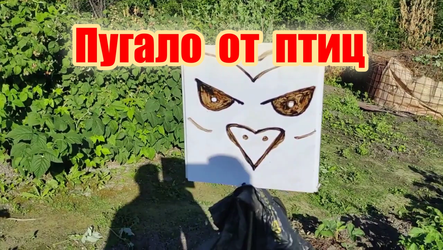 Как сделать пугало от сорок и дроздов.