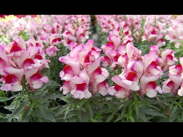 Выращивание  львиного зева из семян .#львиныйзев #цветы #львиныйзевизсемян #выращиваниельвиногозева