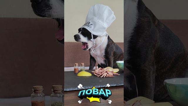 Перепелиные лапки! Оценка от стаффи 🍽️ #стаффи #повар #рецепт #собака #кухня #животные #рейтинг