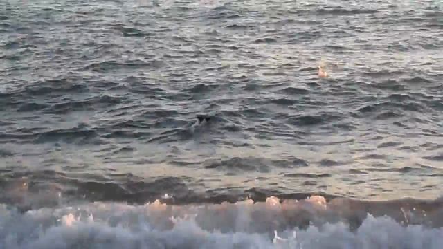 Сочи. Неугомонный Джек-рассел-терьер и море. Сентябрь 2018