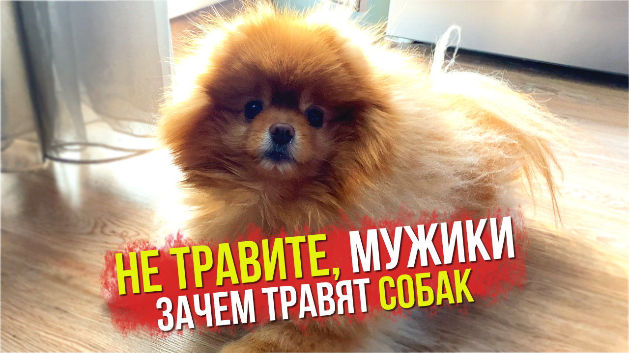 Зачем травят собак. Спасаем шпица от пыли. Забывчивый шпицевод