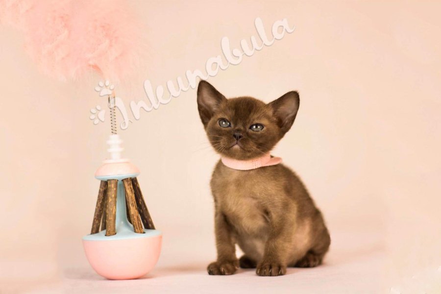 Бурма. Соболиная бурма