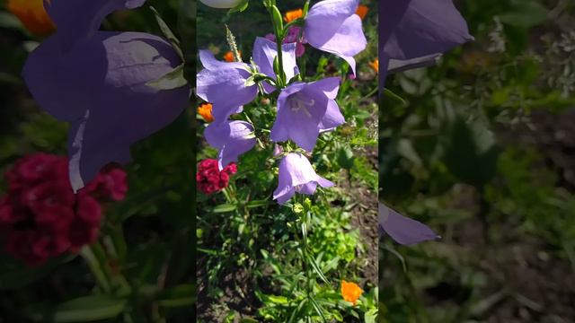 Колокольчик.mp4