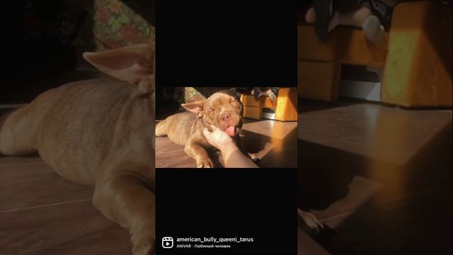 Если бы собаки умели говорить …..❤️