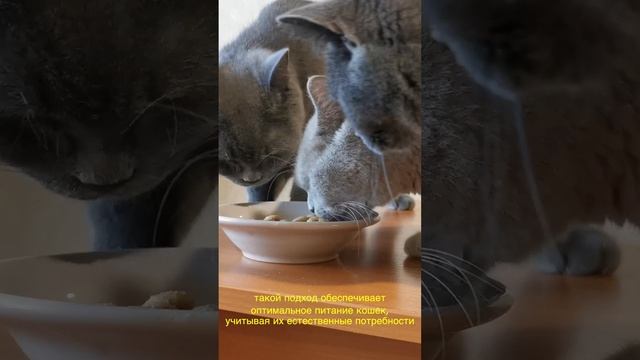 Dual Nutrition System от Royal Canin