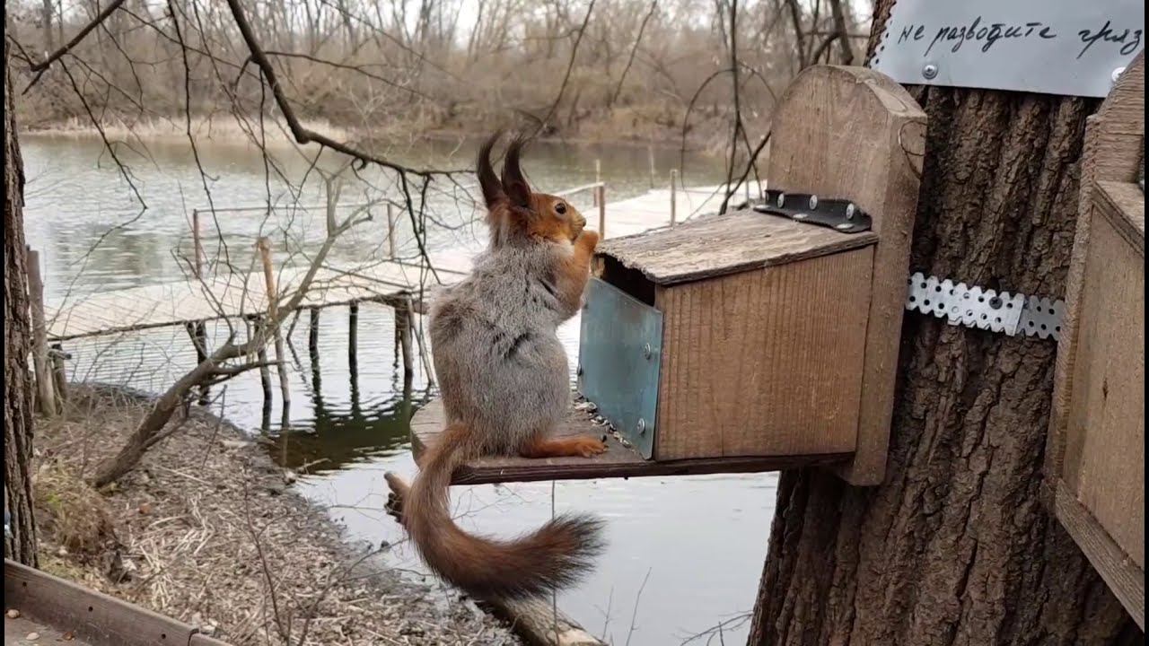 Котовские белочки.