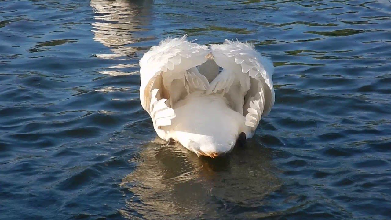 Лебедь позирует