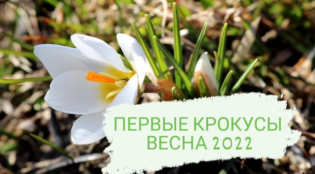 ПЕРВЫЕ КРОКУСЫ РАСЦВЕЛИ?МАРТ 2022 ГОДА.