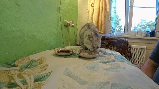 Вилька-счастливчик) Мясо! #котик