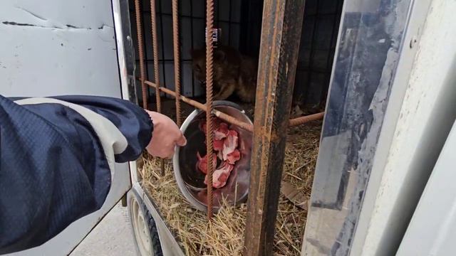 на мясо не так рычит, но страшно! лев Бонифаций из Саратова на пути в зооцентр Дино