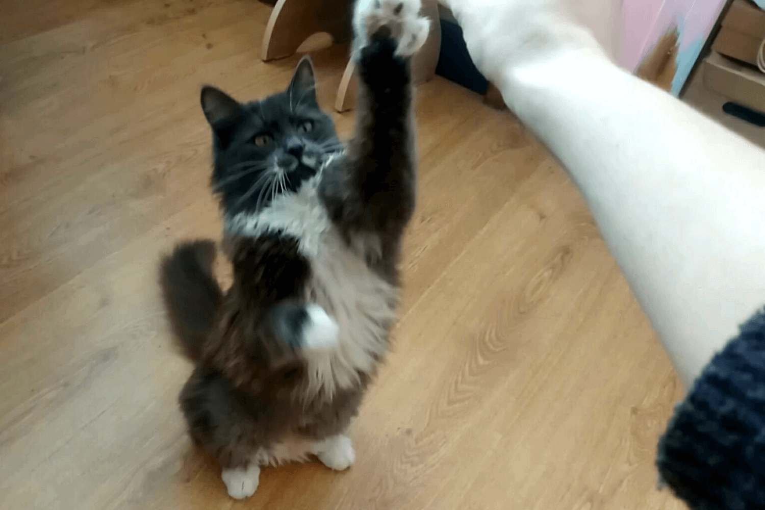 Дрессированная кошка Муся выполняет разные команды