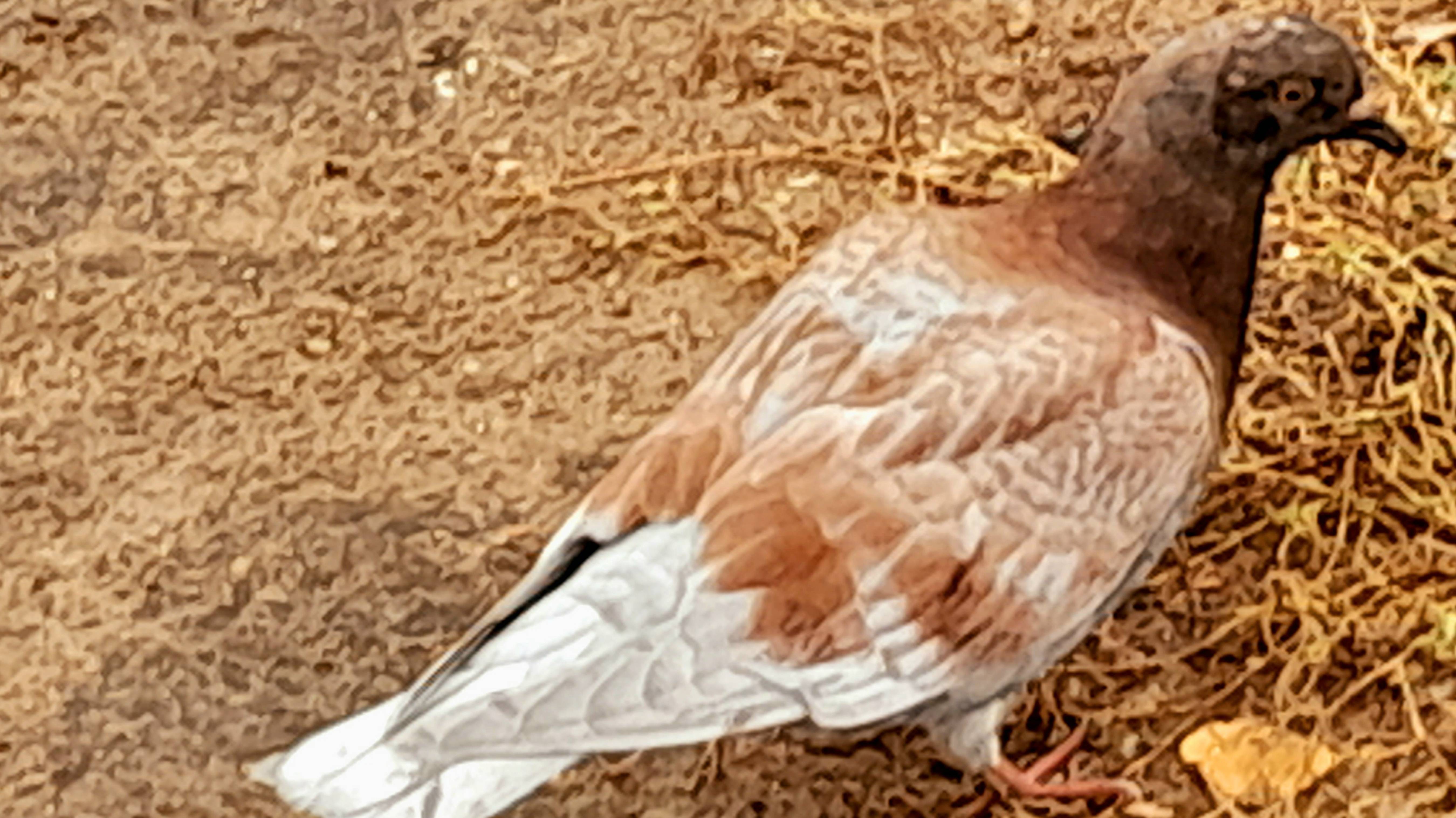 ИНТЕРЕСНЫЕ ГОЛУБКИ. МНОГО БЕЖЕВЫХ. * Серия 3