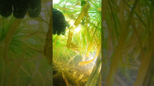 Щука и 2 рака )