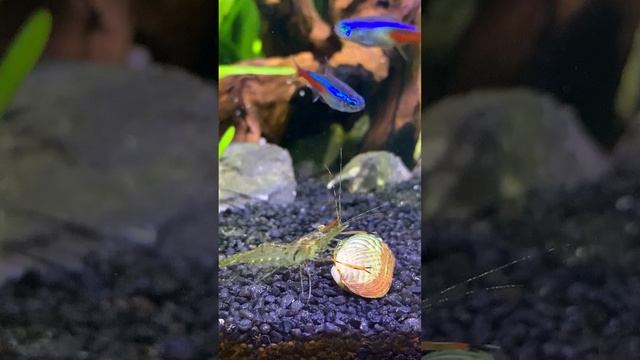 Забавная креветка #макробрахиум