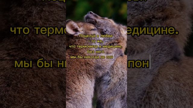 ЛЮБОВНЫЕ ЦИТАТЫ 11