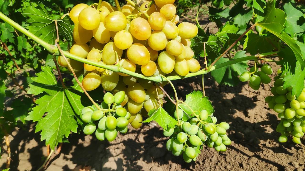 Виноград Бананас и виноград Мускат Диевский обзор формировка