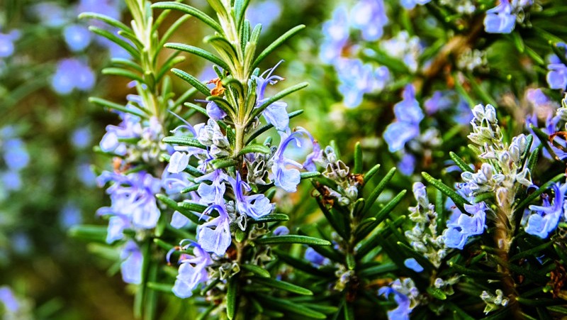 Ф.Крейслер. Прекрасный розмарин.