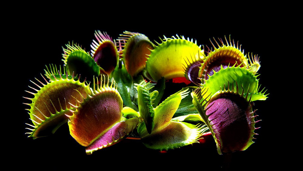 Загадочное и опасное растение-хищник — Венерина мухоловка!