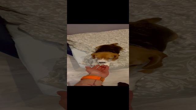 Моя крошка знает кто папа?