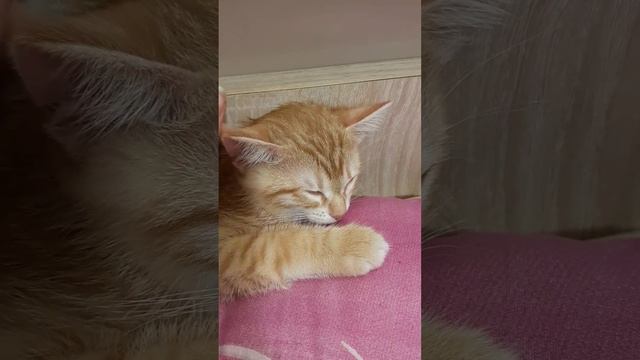 котенок засыпает и мурлыкает #shorts