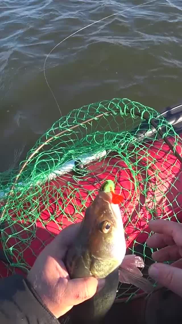 Судачёк ! Здравствуй родной !