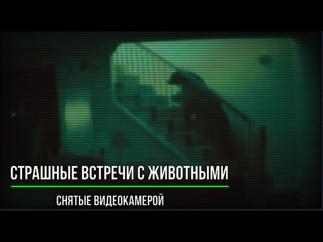 Страшные Встречи с Животными Снятые Видеокамерой_Страшные записи_Страшные истории на ночь