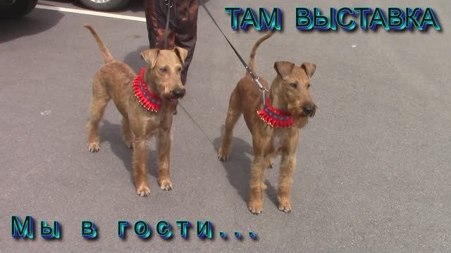 Ирландские терьеры : "НА ВЫСТАВКУ В ГОСТИ "