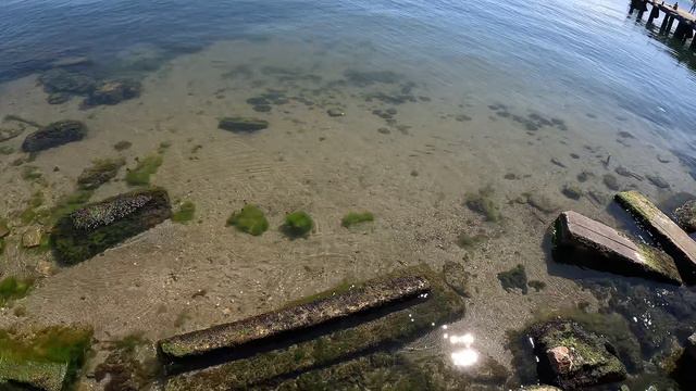 Стайки кефали в прозрачной воде
