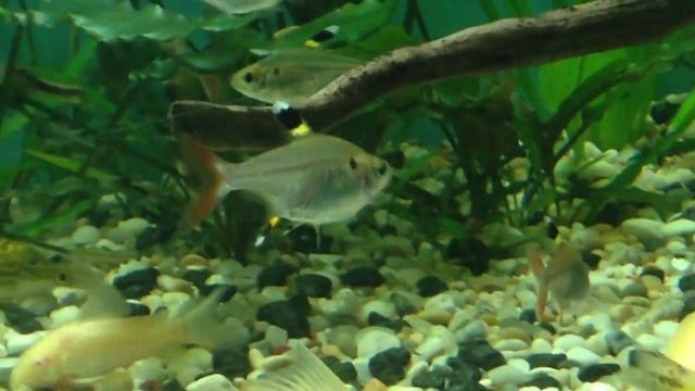 X-Ray Pristella Tetra (Pristella maxillaris).mp4