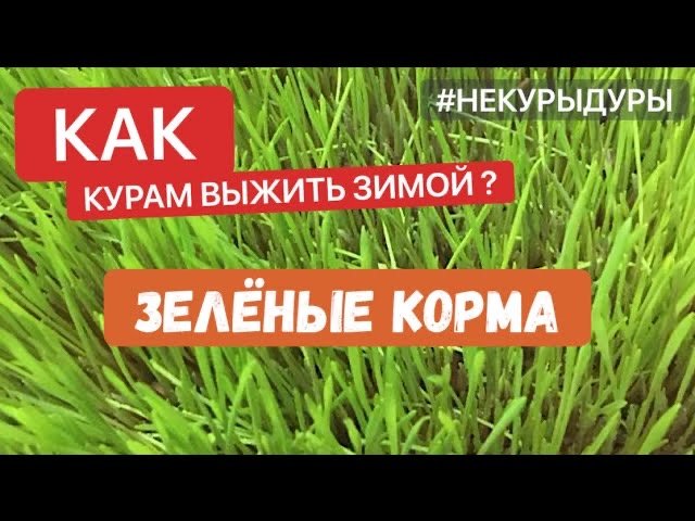 Как курам выжить зимой?  Зелёные корма!