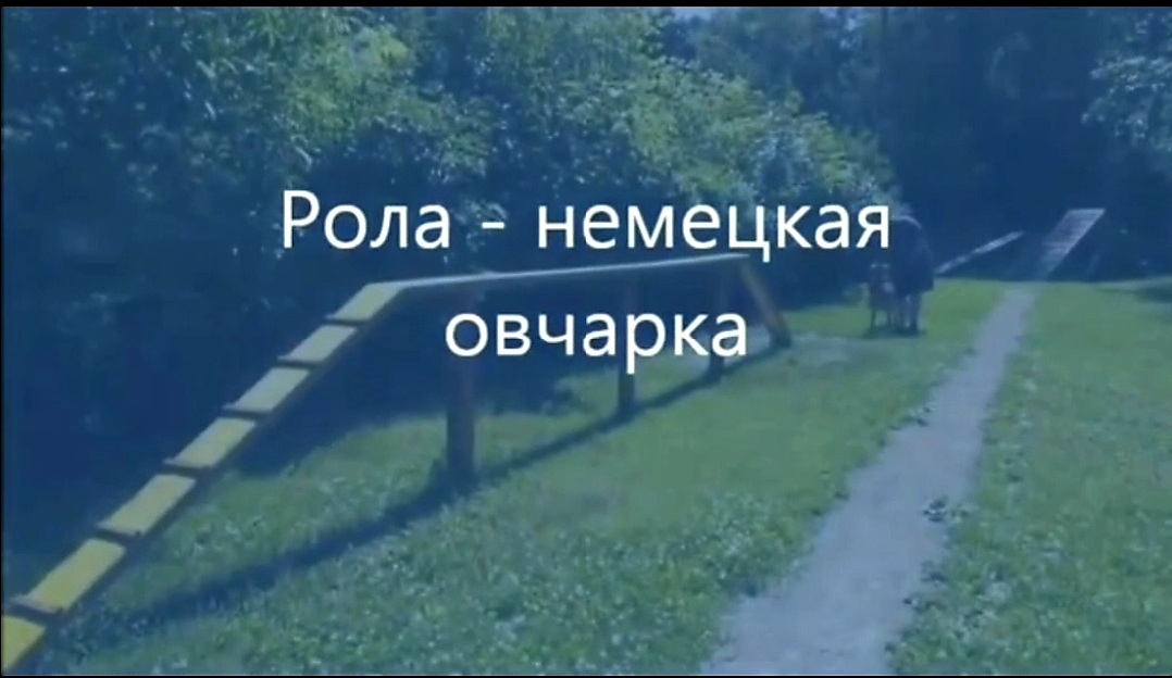 Рола - немецкая овчарка