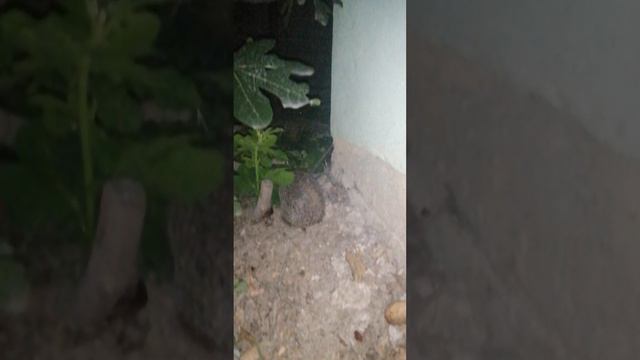 Крымский ёжик