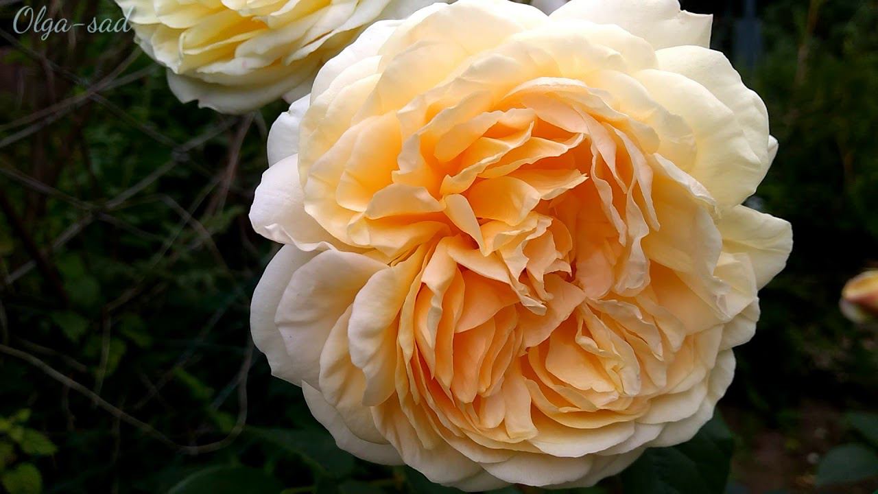 Роза Сирано де Бержерак..(Cyrano de Bergerac)