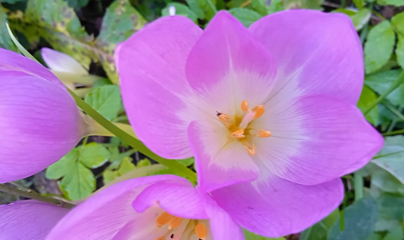 Безвременник осенний. Листья весной отрастают, в июле отмирают, а цветы появляются в сентябре