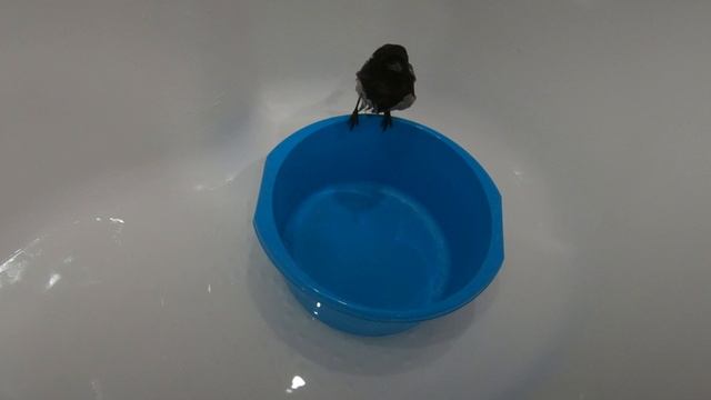 Сорока первые дни