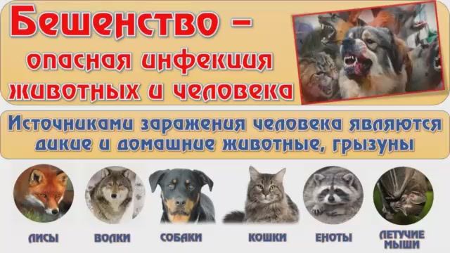 Бешенство.mp4