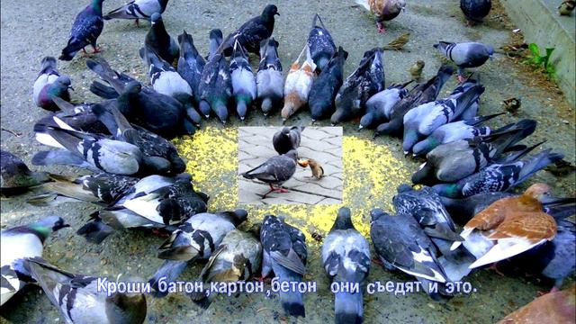 "Откуда берутся голуби" (А. Курячая, А. Беспалов) Ирина Варякина 11.06.2021