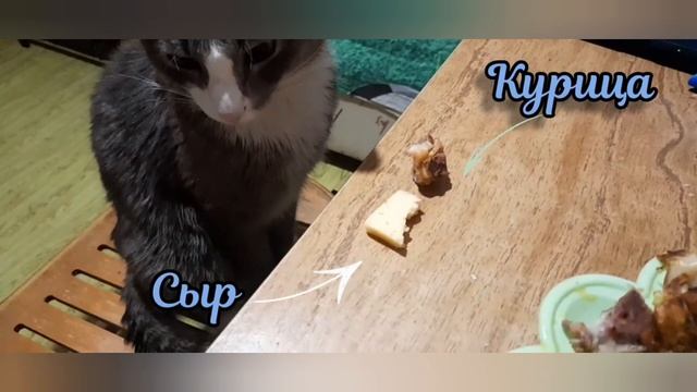 Кот дегустатор.