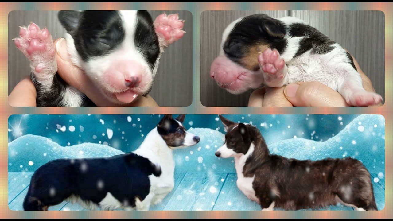 Щенки вельш корги кардигана, 3 дня от роду / Welsh corgi cardigan puppies, 3 days old